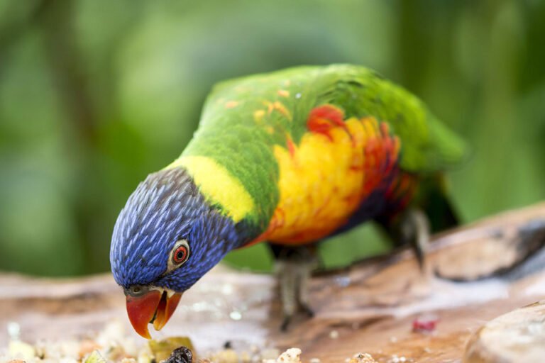 30 Signs Your Bird Trusts You | The life of parrots | E Find Anything