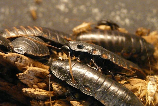 Roach Royalty: Delving into the World's Largest Cockroach Species