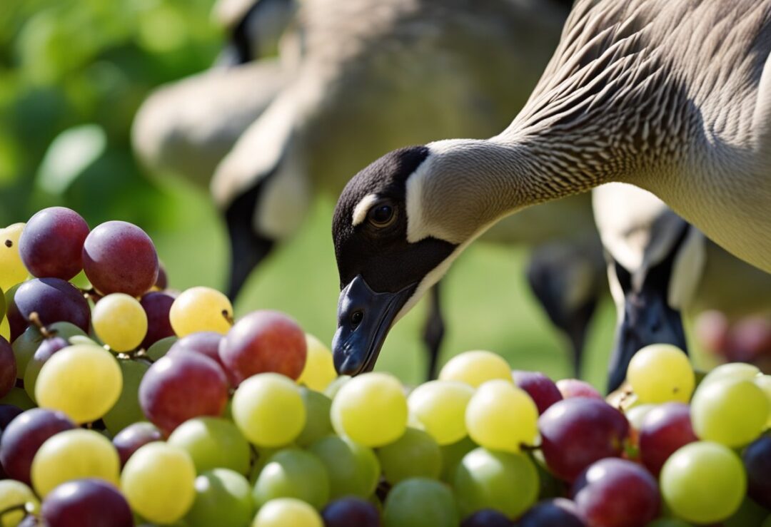 Can Geese Eat Grapes? | Everything You Need to Know
