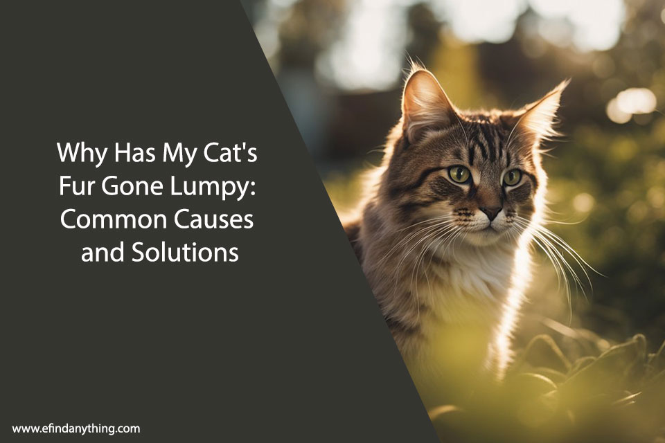 Why Has My Cats Fur Gone Lumpy Common Causes And Solutions