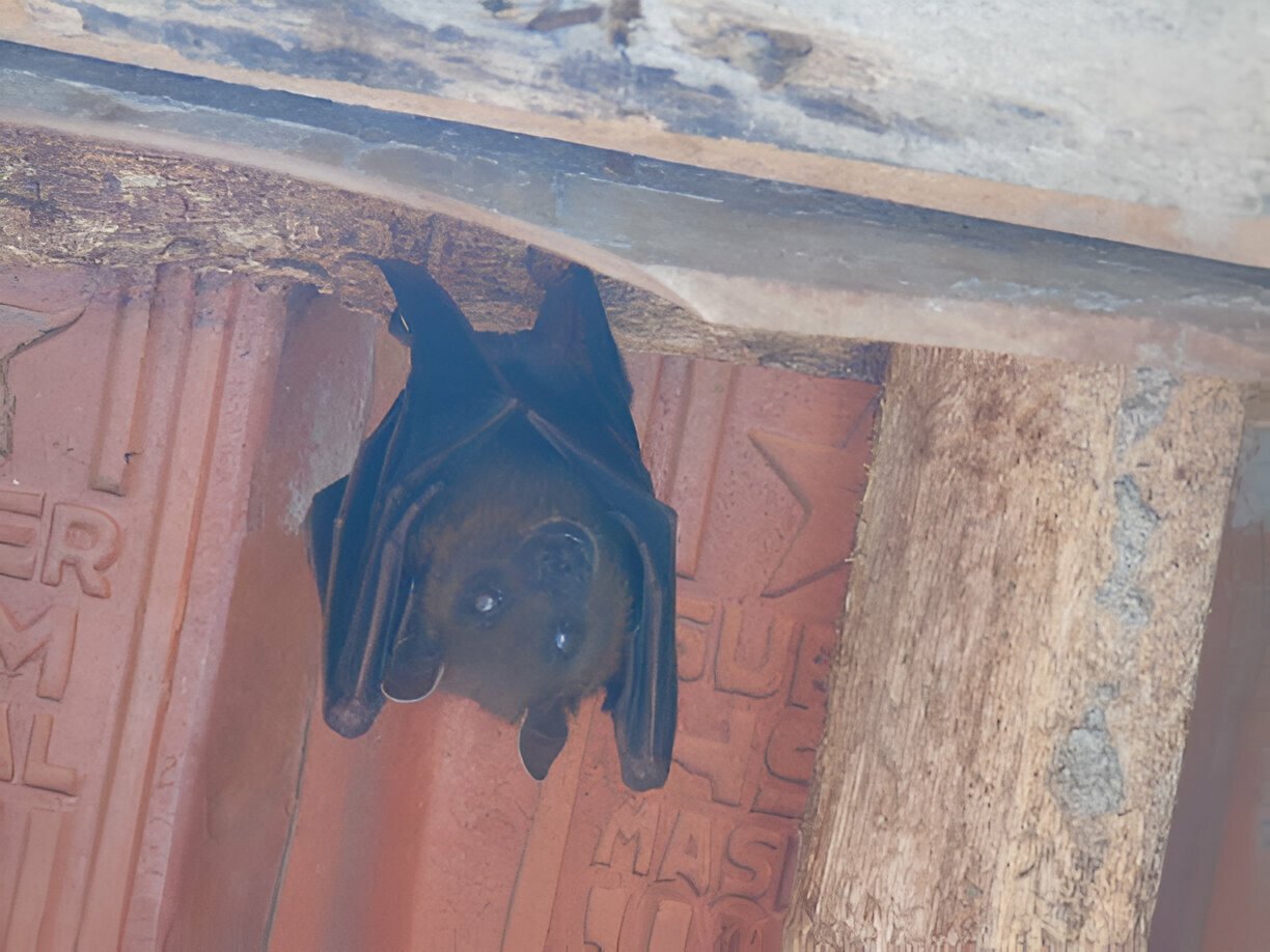Do Exterminators Get Rid of Bats?