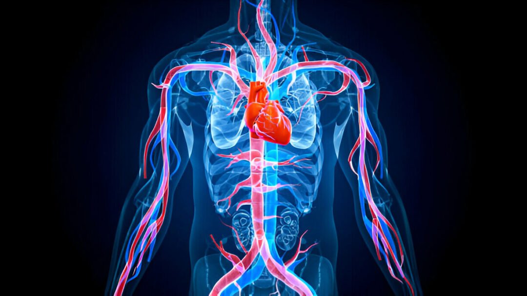 Keeping Your Circulation Strong: Everyday Habits for Healthy Veins